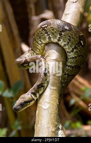 Madagascar, East, Madagascan Boa (Sanzinia madagascariensis Stock Photo ...