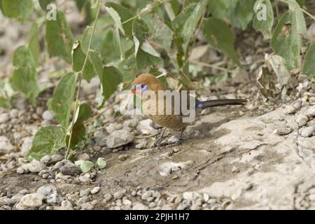 Purple grenadier (Granatina ianthinogaster), Violet Grenadier, finches ...