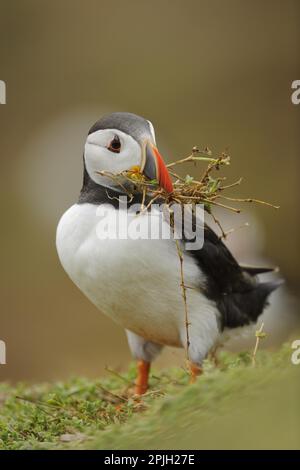 Puffin collecting nest material in beak, Skomer Island, Pembrokeshire ...