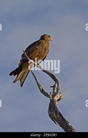 Parasitus, parasitic kite, yellow-billed kite (Milvus aegyptius), black ...