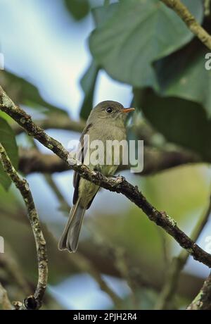 Jamaican Pewee Contopus palli, Jamaican Pewee, Jamaican Pewee, Jamaican ...