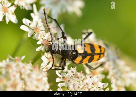 Four-banded long-hair beetle Stock Photo - Alamy