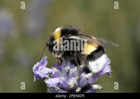 Large Ground Bumblebee Stock Photo - Alamy