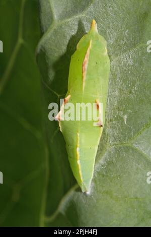 Cabbage butterfly pupa cocoon Stock Photo - Alamy