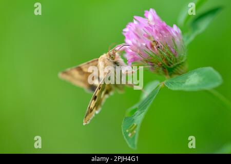 Cardoon Sun Owl Stock Photo - Alamy