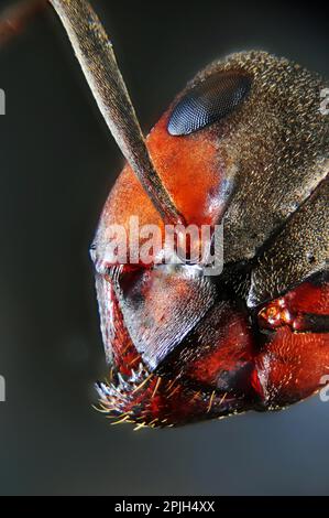 Microscopic view of an ant Stock Photo - Alamy