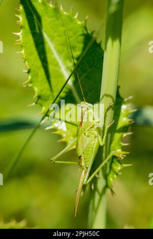 Greater green hayseed Stock Photo - Alamy