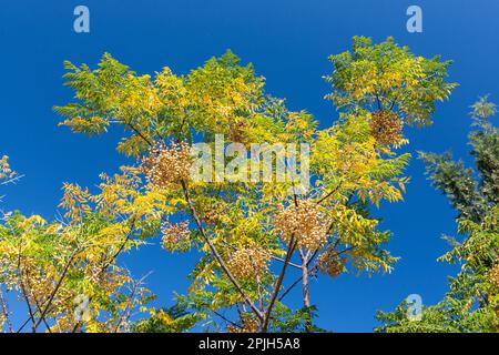 White cedar tree (Melia azedarach) seeds Stock Photo - Alamy