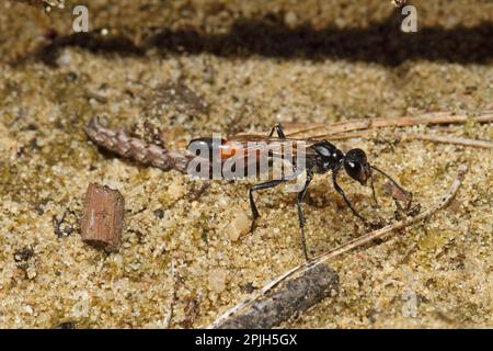 Three-phase sand wasp Stock Photo - Alamy
