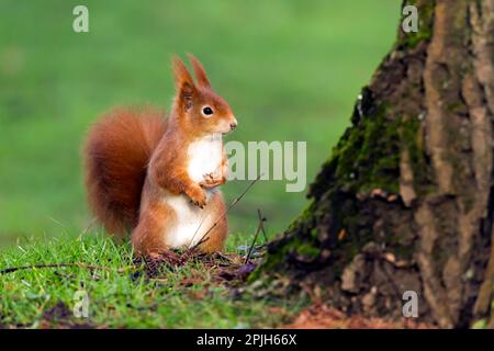 Squirrel (Sciurus vulgaris), wildlife, Germany Stock Photo - Alamy
