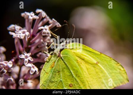 Closeup of the Gonepteryx rhamni, known as the common brimstone Stock ...