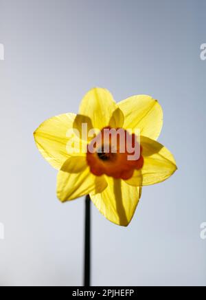 Daffodil flower blooming,Wales,England,UK Stock Photo - Alamy