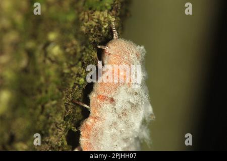 Great Giant Scale insect (Coelostomidia zealandica) is an unusual ...