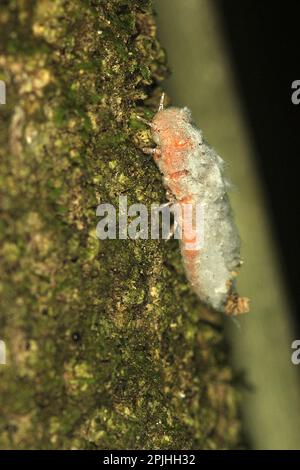 Giant scale insect (Coelostomidia novaezeelandica Stock Photo - Alamy