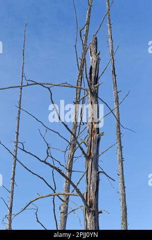 dead trunks of trees Stock Photo - Alamy