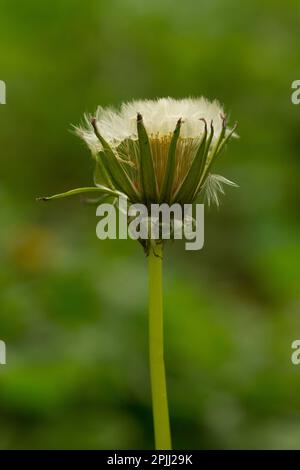 Spring Season 2023 US, GA Stock Photo - Alamy