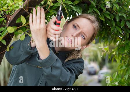 green currant pant Stock Photo - Alamy
