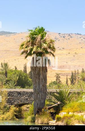 The Hasi River that flows within the Valley of the Springs and the ...