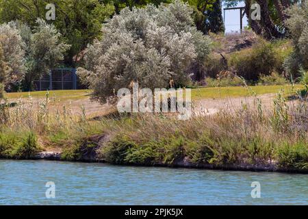 Nahal Hassi - flows within Kibbutz Nir David. The green beach Stock ...