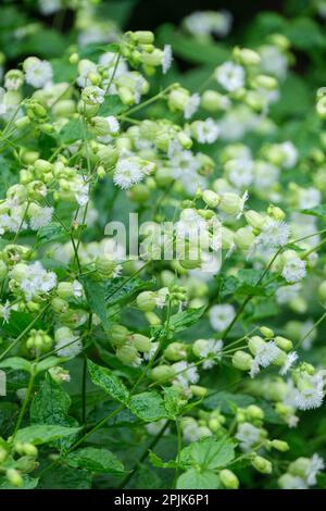 Fringed Campion (Silene multifida) flowering, Pontic Mountains ...