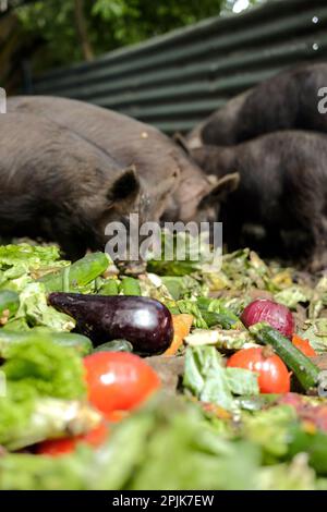 Pigs and piglets eating fresh vegetables in their sty on a lifestyle ...