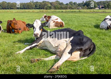 Veins in a Cows Udder Stock Photo - Alamy