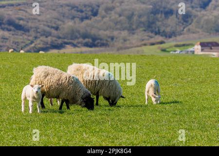 Springs lambs in the Sussex countryside, UK Stock Photo - Alamy