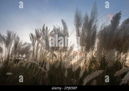 A beautiful green kans grass kash phool (in Bengali language) field in ...