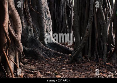 The image conveys the strength, stability, and resilience of the tree's ...