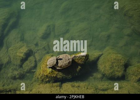 Top view of turtles on a rock Stock Photo - Alamy