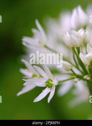Flower of an (Allium), close up, Bavaria, Germany Stock Photo - Alamy