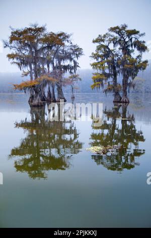 Bald-cypress, Caddo lake, Spanish moss, Swamp Cypress, Taxodium ...