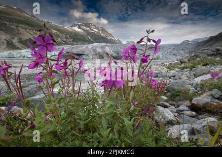 reid glacier in glacier bay, near gustavus, southwest alaska, usa Stock ...