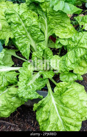 Swiss chard "Fordhook Giant" Swiss Chard Beta vulgaris var. cicla ...