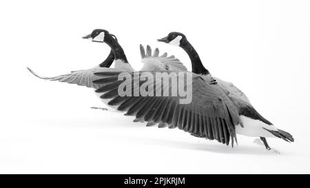 Two Canadian Geese taking flight on a brisk fall morning Stock Photo ...