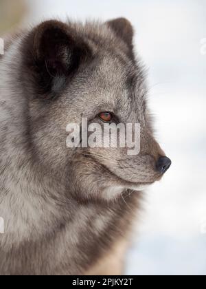 Close-up of a blue morph Arctic fox standing on grass, Hornstrandir ...