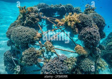 French Polynesia, Bora Bora. Bio-rock coral and fish Stock Photo - Alamy