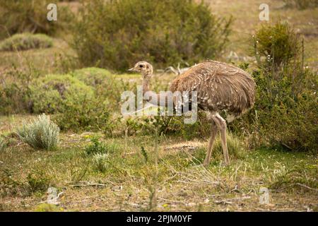 Lesser Rhea, aka Darwin's Rhea, Chile, South America Stock Photo - Alamy