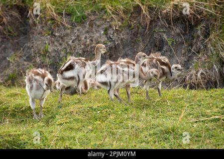 Lesser Rhea, aka Darwin's Rhea, Chile, South America Stock Photo - Alamy