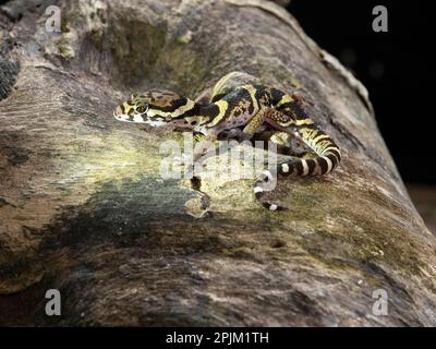 Central American Banded Gecko (Coleonyx mitratus), front view Stock ...