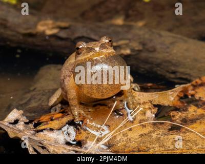 Spring peeper calling, Pennsylvania, USA Stock Photo - Alamy