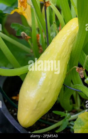 Issaquah, Washington State, USA. Straightneck heirloom squash on the ...
