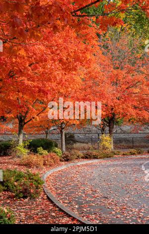 Autumn trees at Gene Coulon Park in Renton, Washington Stock Photo - Alamy