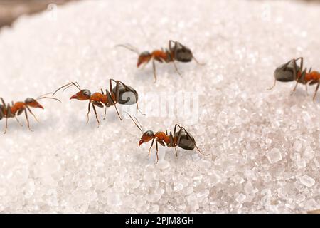 spoon of sugar with many red ants on it, insects indoors, danger of ...