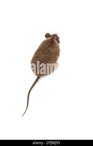 Small cute spiny mouse on white background Stock Photo - Alamy