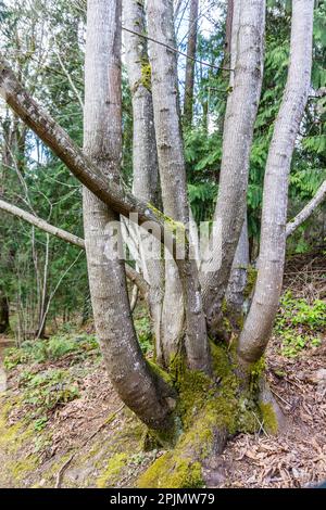 An interesting tree along the path at Bellevue Botanical Garden in ...