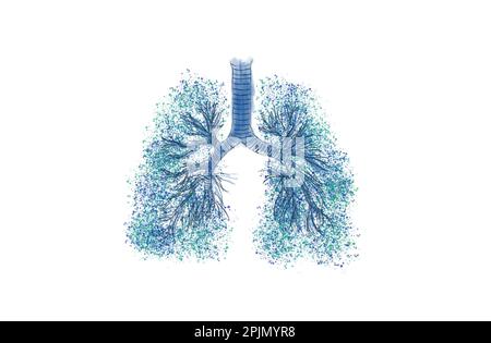 Lungs respiratory bronchial tree multiple-branched trachea, bronchi and ...
