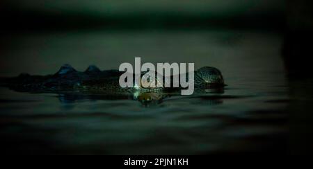 Gavials crocodile eye protrude above the surface of the river, the best ...