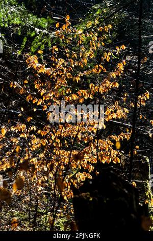 Autumn colors, Saint-Pierre de Chartreuse, Isere, France Stock Photo ...