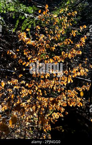 Autumn colors, Saint-Pierre de Chartreuse, Isere, France Stock Photo ...